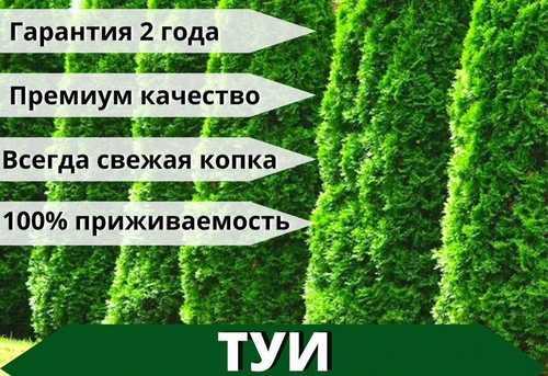 Туя 1,62 м из питомника "EcoLux Park" Доставка