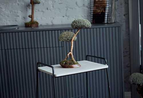Цетрария живое дерево