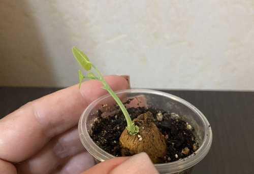 Стефания эректа
