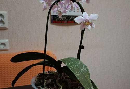 Орхидея фаленопсис Шиллериана