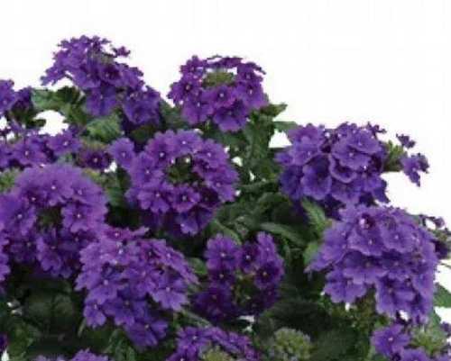 Вербена рассада вегетативная vanessa Purple