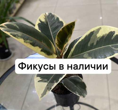 Фикус