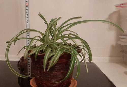 Хлорофитум (Chlorophytum) пестрый кучерявый