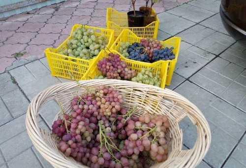 Саженцы и черенки столовых сортов винограда