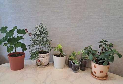 Комнат растения Толстянка, хатиора, фикус, герань