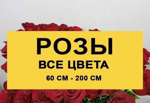 Красные Розы 100 см Метровые Двухметровые