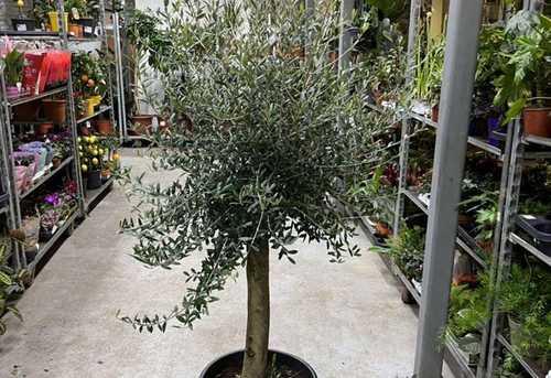 Олива оливковое дерево живое