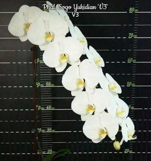 Орхидея фаленопсис В32 Phal. Sogo Yukidian 'V3'