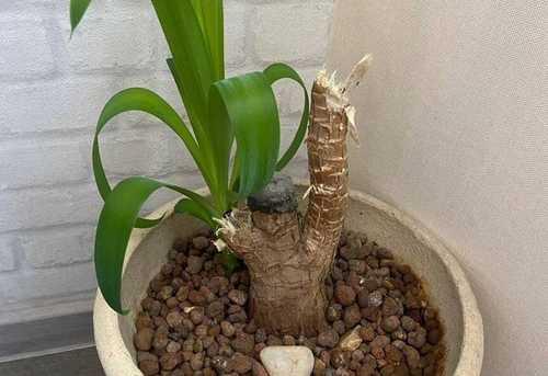 Пальма Юкка с большим керамическим горшком