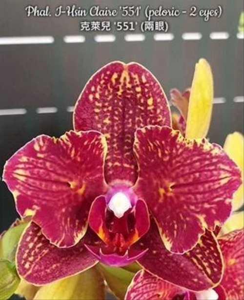 Орхидея фаленопсис I-Hsin Claire '551' (peloric)
