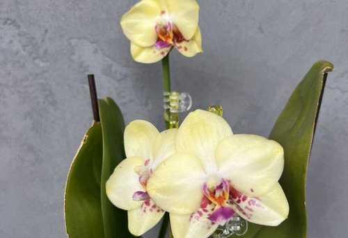 Орхидея Mituo Diamond Canary 'Miro 3'