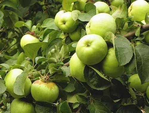 Саженцы яблони Антоновка, вишня, слива и др