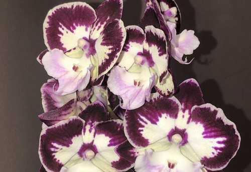 Шикарная орхидея Tinkerbell's Kizz big lip