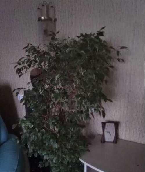 Растение комнатное большое