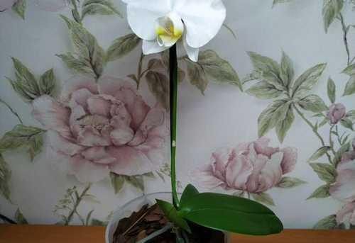 Орхидея фаленопсис цветущая детка