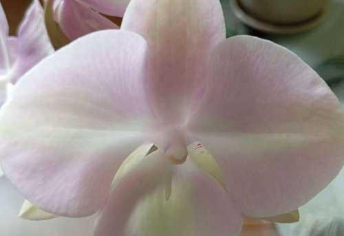 Орхидея фаленопсис Биг лип Венецианский карнавал