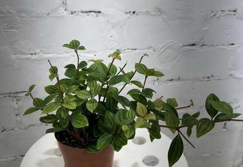 Пеперомия Ангулата (Peperomia Angulata)