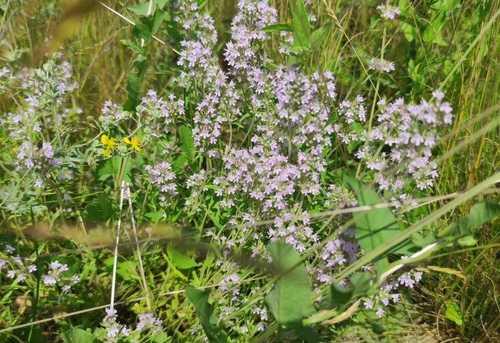Чабрец сушеный для чая