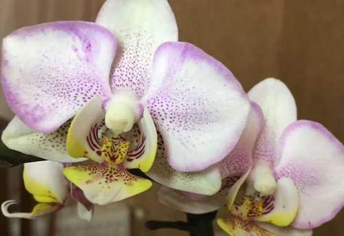 Орхидея фаленопсис Boo pink
