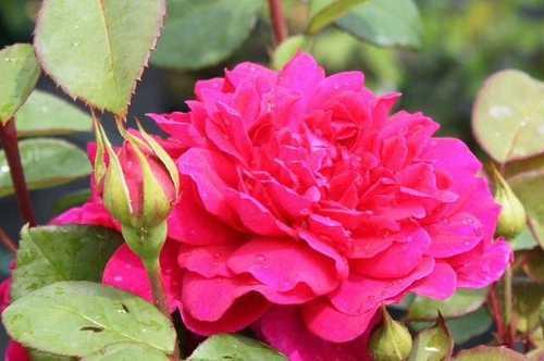 Английские кустовые розы Софи Роуз