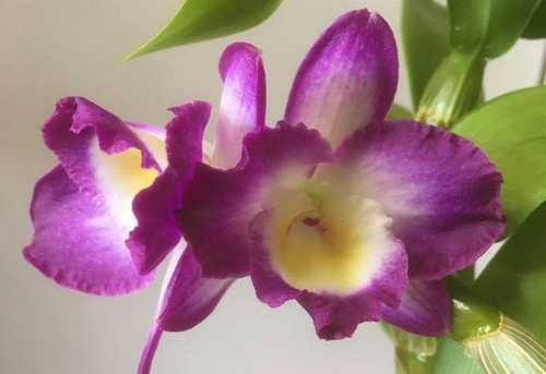 Дендробиум Нобиле (Dendrobium Nobile)