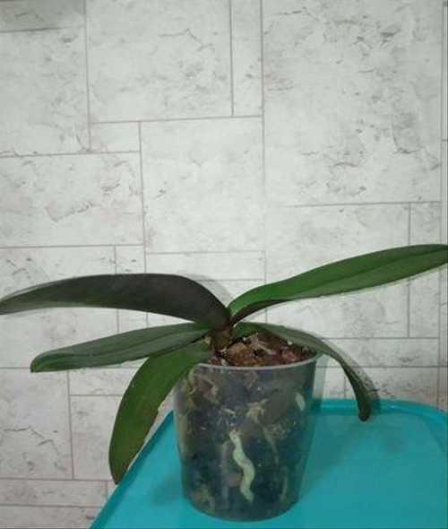 Орхидея фаленопсис биглип оранжевый
