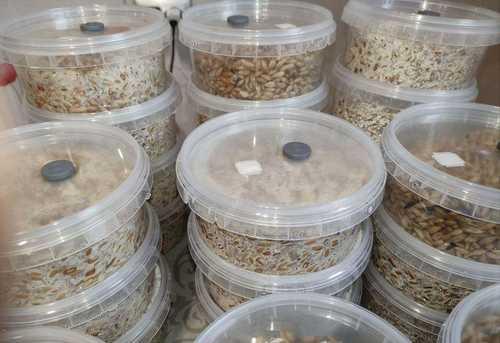 Стерильное зерно для выращивания грибов