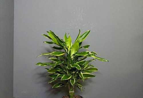 Пальма драцена / комнатные растения
