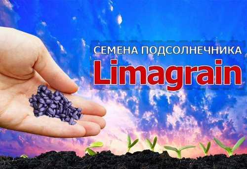 Семена подсолнечника Лимагрейн (Limagrain)