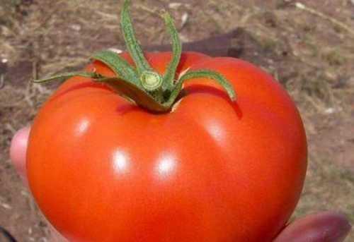 Рассада томатов для открытого грунта