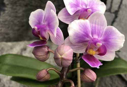 Орхидея фаленопсис Юнни мини сортовая Азия