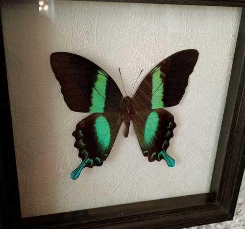 Бабочка Papilio Blumei