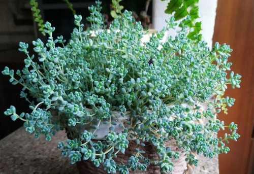 Очиток (седум) густолистный или Sedum dasyphyllum