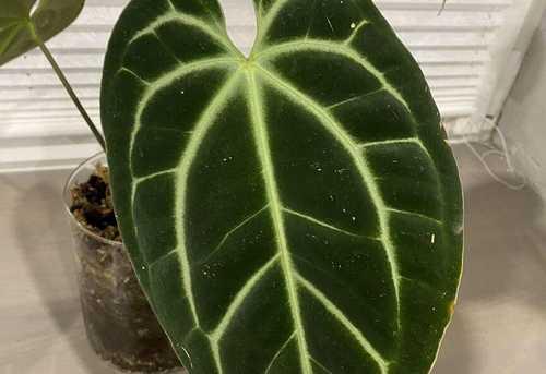Anthurium besseae aff Антурриум бессае афф