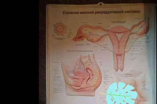 Медицинское пособие плакат