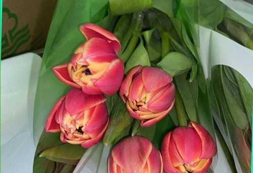 Очень красивые тюльпаны для прекрасных дам