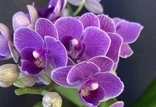 Орхидея Violet Queen цветущая