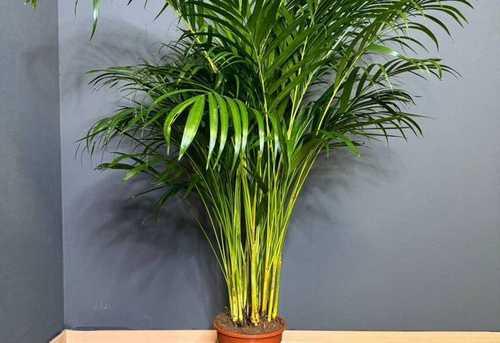 Пальма Арека дипсис / комнатные растения