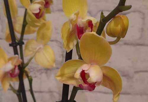 Орхидея фаленопсис бабулетка