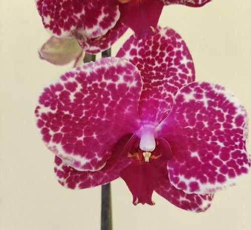 Орхидея фаленопсис Ред сезам