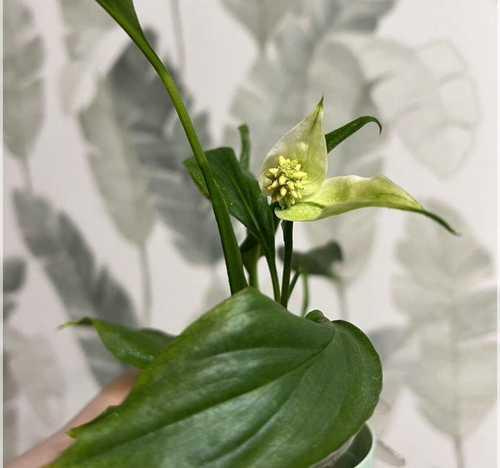 Спацифилум