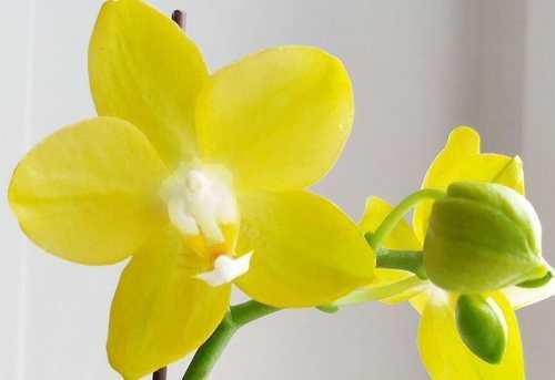 Орхидея фаленопсис Лимон с деткой