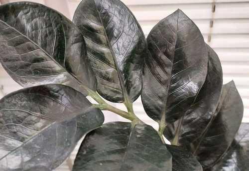 Замиокулькас черный и зензи (укорененные листья)