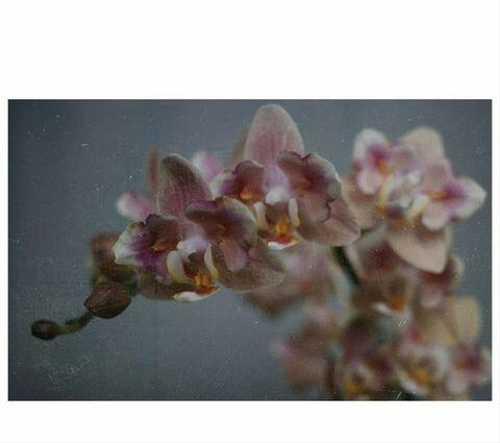 Орхидея-бабочка парфюмерная фабрика Валкион