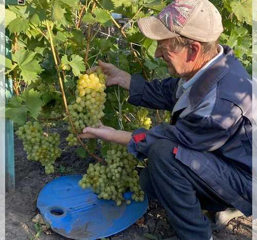 Виноград и саженцы. Собственная Продукция
