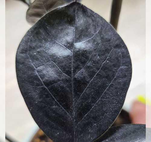 Замиокулькас Black Round Leaf (Черный круглый)