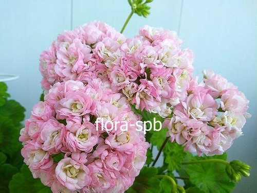 Пеларгония герань розебудная взрослая цветет