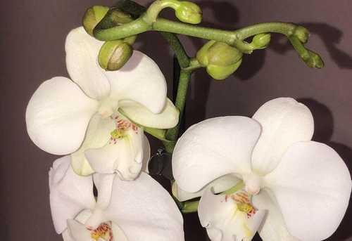 Орхидея фаленопсис Lady Nordic Kizz Биг Лип