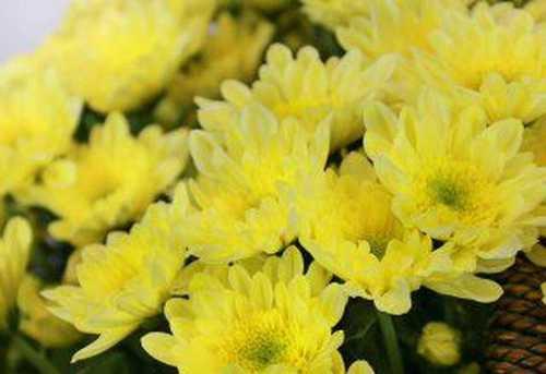 Корзина цветов из 29 желтых хризантем