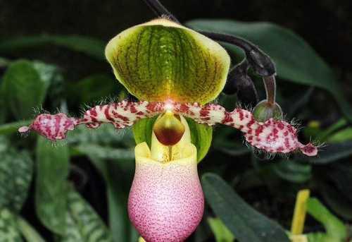 Орхидея. Пафиопедилум. Paphiopedilum moquettianum